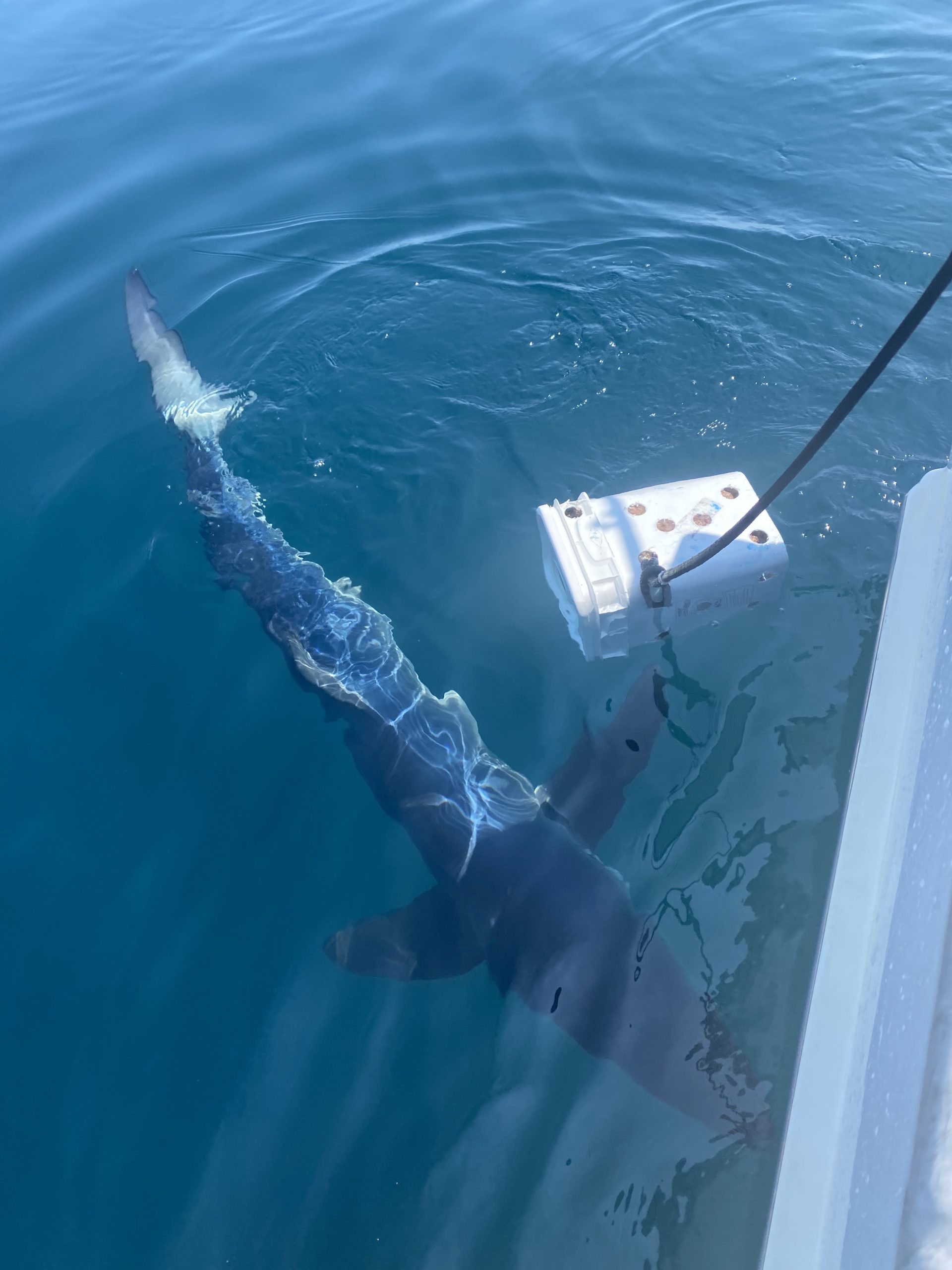 Action Packed Week 3 for Summer Interns - Beneath The Waves