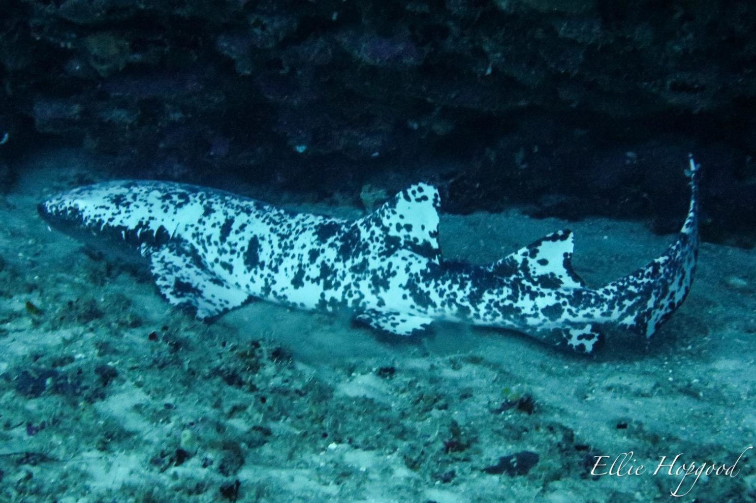 Nurse Shark with Piebaldism Recorded in Honduras - Beneath The Waves