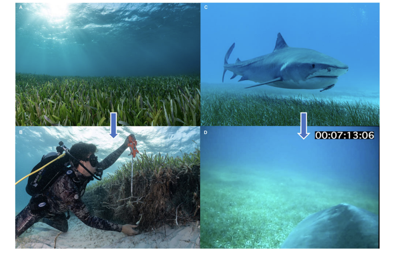 Tiger Sharks lead Beneath The Waves team to Largest Seagrass Bed on ...